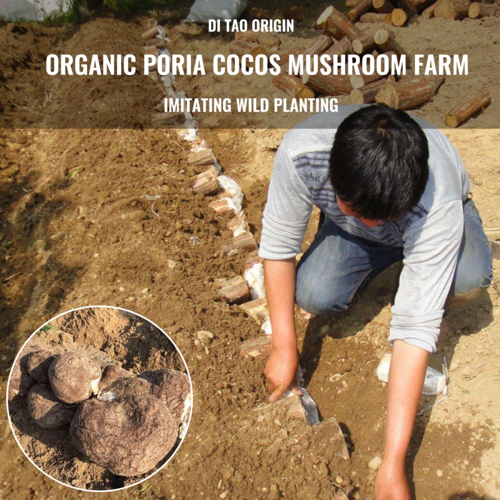 Organic Ground Poria Cocos Mushroom Powder Wholesale - QIN SHAN TANG Organic Ground Poria Cocos Mushroom Powder Wholesale - QIN SHAN TANG
