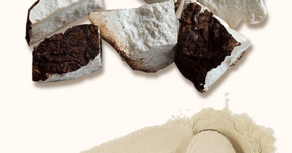 Organic Poria Cocos Mushroom Extract Powder Wholesale - QIN SHAN TANG